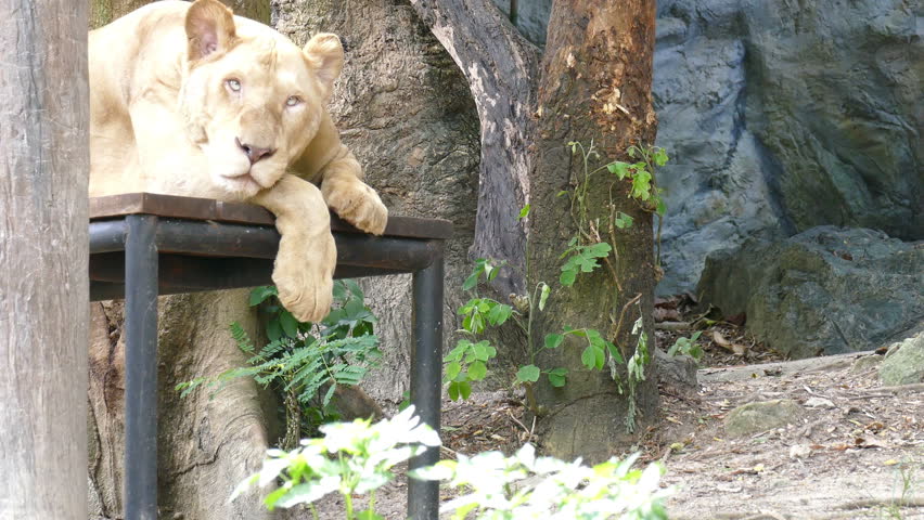 old female lion resting senior lioness Stock Footage Video (100% ...