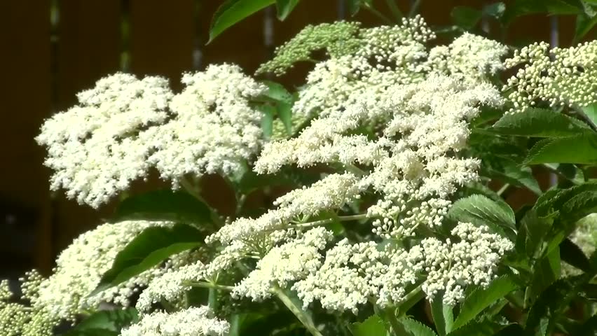 elderflower Stock Footage Video (100% Royalty-free) 3443951 | Shutterstock