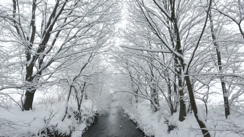 winter fir sakhalinwinter sakhalin Stock Footage Video (100% Royalty ...