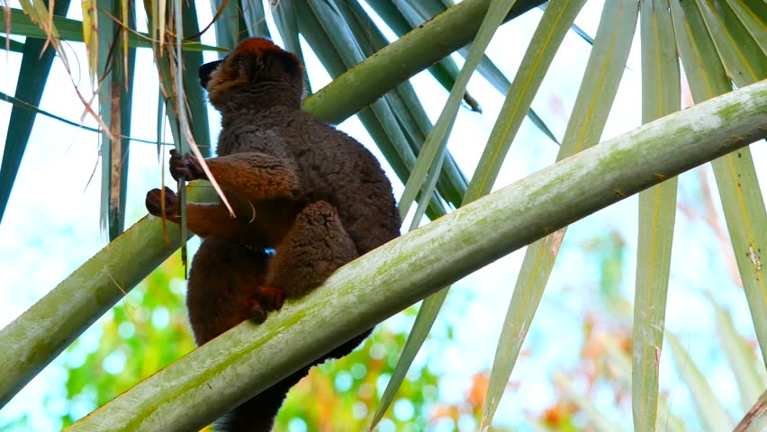 Lemur monkey, common in Madagascar image - Free stock photo - Public ...