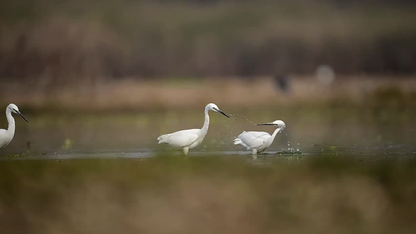 Egrets standing in the Marsh image - Free stock photo - Public Domain ...
