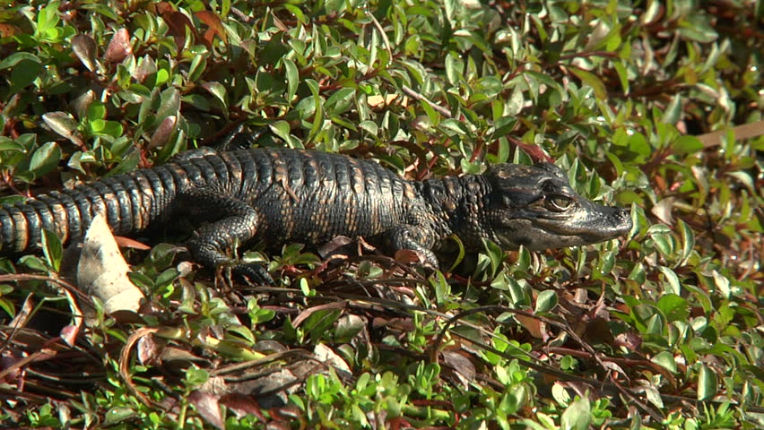 alligator hatchlings Stock Footage Video (100% Royalty-free) 3455393 ...