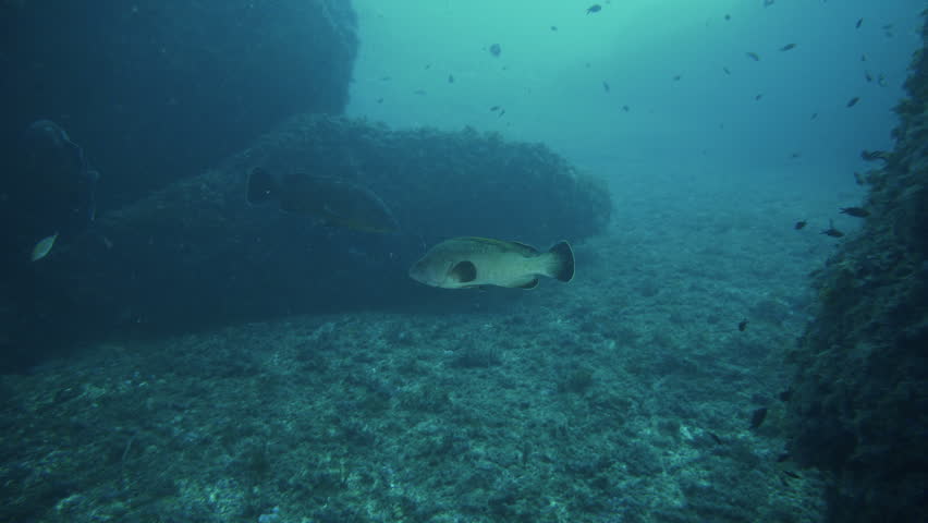 Dusky Grouper - Epinephelus marginatus image - Free stock photo ...