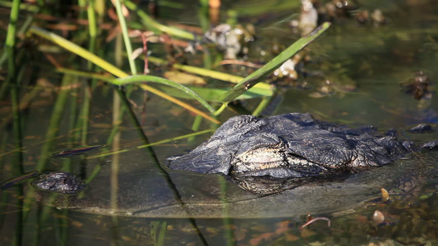 alligator hatchlings Stock Footage Video (100% Royalty-free) 3455651 ...