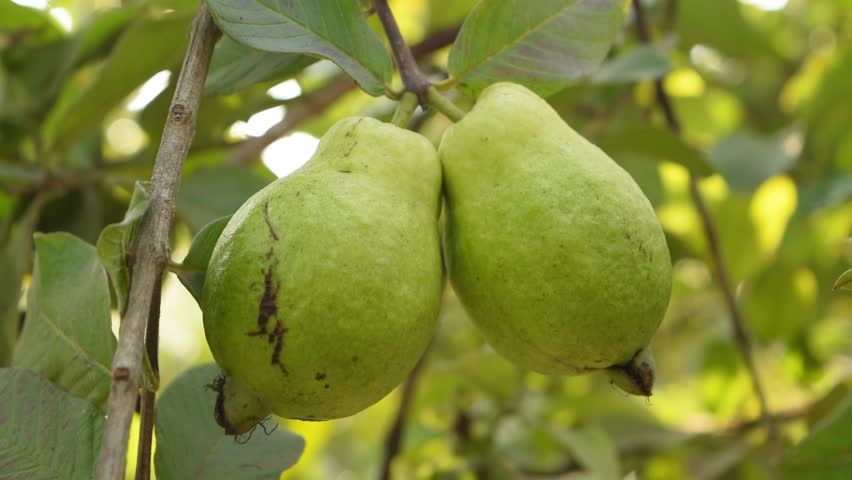 1,974 Guava Tree Stock Video Footage - 4K and HD Video Clips | Shutterstock