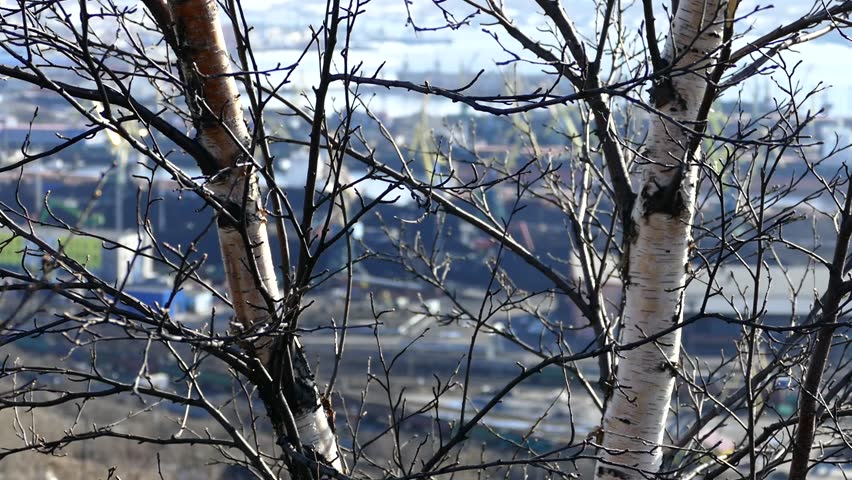 trunks branches not blossoming birch against Stock Footage Video (100% ...