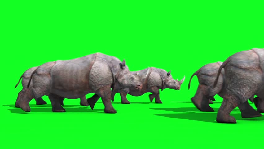 group rhinos runs side green screen Stock Footage Video (100% Royalty ...