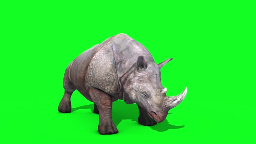 Rhinoceros Attacks Green Screen Loop Stock Footage Video (100% Royalty ... Rhinoceros Attacks Green Screen Loop Stock Footage Video (100% Royalty ...