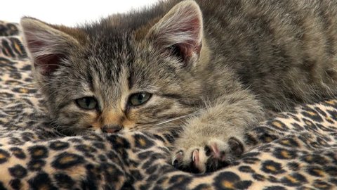 Cute Baby Tabby Kitten Prancing On Stock Footage Video (100% Royalty ...