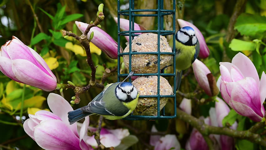 Free Birds Stock Video Footage: Download No Copyright Clips