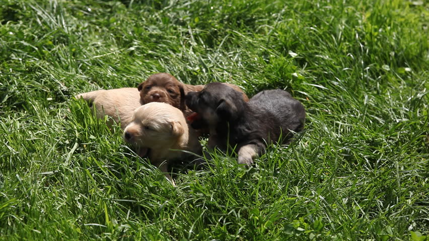 beautiful adorable cute puppies cubs newborn Stock Footage Video (100% ...