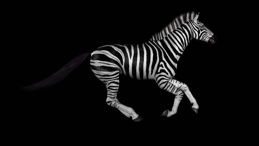 Zebra - Galloping Loop - Stock Footage Video (100% Royalty-free ...
