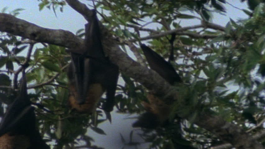 tongan fruit bat Stock Footage Video (100% Royalty-free) 3469640 ...