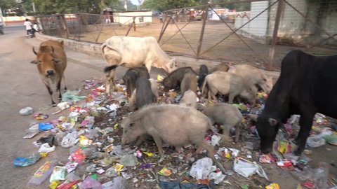 Plastic pollution cow Stock Video Footage - 4K and HD Video Clips ...