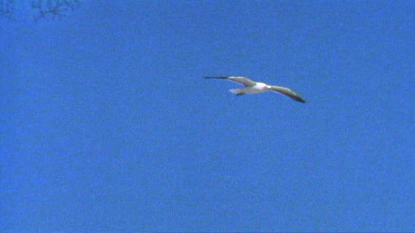 Lone Bird Flying Stock Footage Video (100% Royalty-free) 3473951 ...