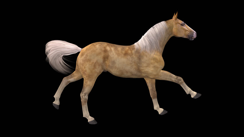 palomino horse - galloping loop side Stock Footage Video (100% Royalty ...