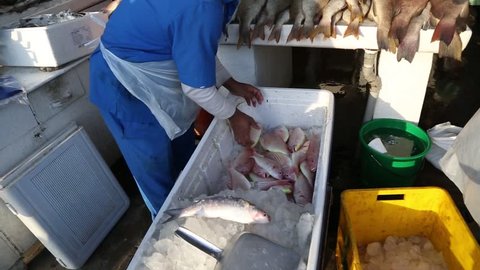 Tiltup Piles Fresh Fish Displayed On Stock Footage Video (100% Royalty ...