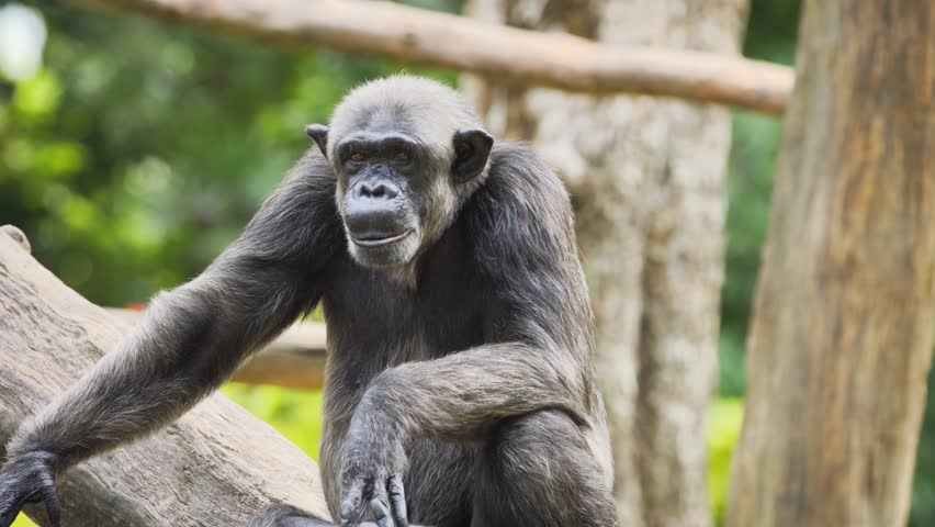 Adolescent Chimpanzee. with its Gray Stock Footage Video (100% Royalty ...
