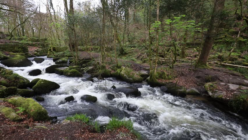 Rushing river flowing through the forest image - Free stock photo ...