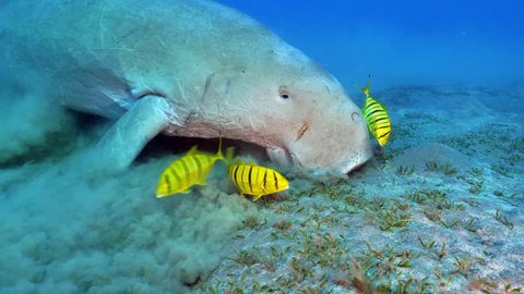 Dugong Eating On Sea Grass Red Stock Footage Video (100% Royalty-free ...
