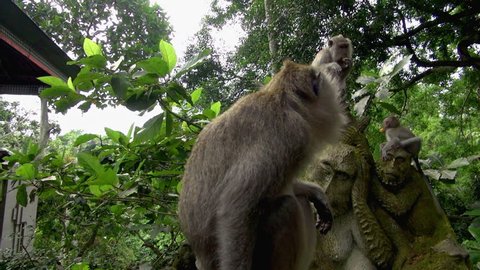 Slow Motion Monkey Scratching Back Stock Footage Video (100% Royalty ...
