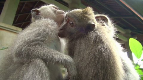 Slow Motion Monkey Taking Selfie: vídeo stock (100% livre de direitos ...