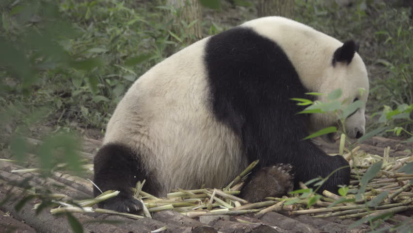 scene large panda sitting eating bamboo Stock Footage Video (100% ...