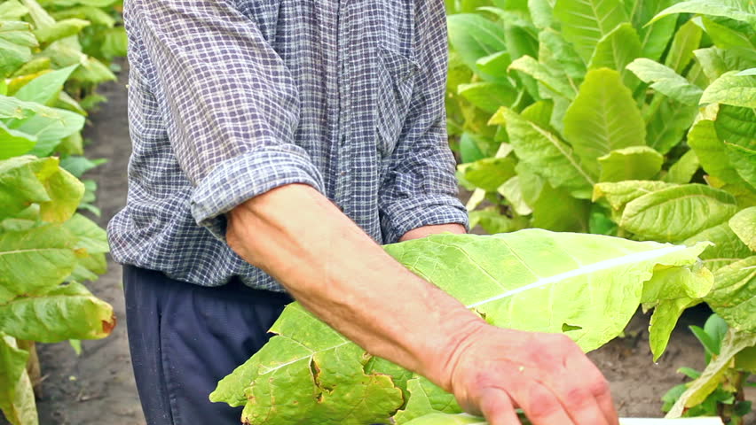 old man picks leaves tobacco field Stock Footage Video (100% Royalty ...