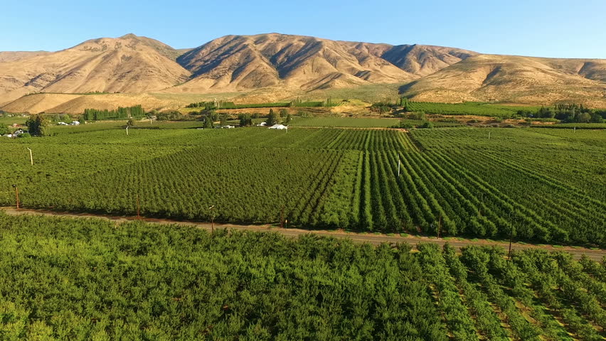 Yakima Valley Cherry Orchard Farm Stock Footage Video (100% Royalty ...
