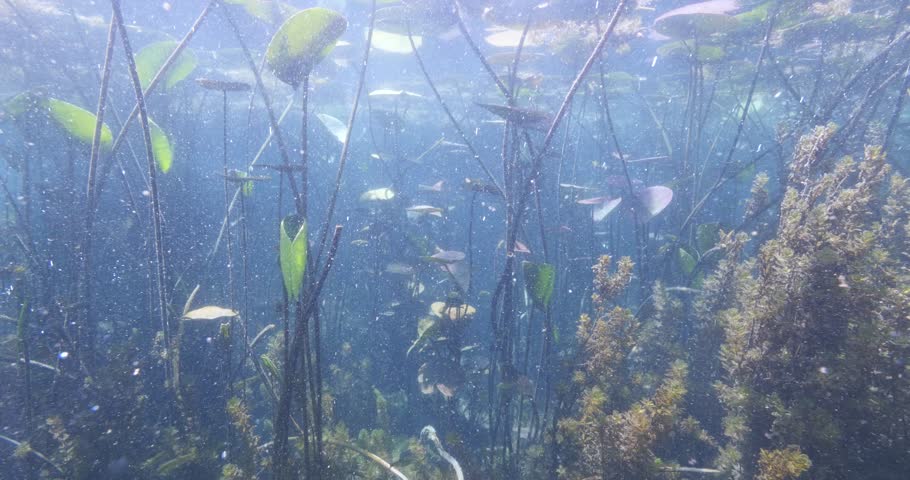 Lily Pads Underwater Fresh Water Stock Footage Video (100% Royalty-free ...
