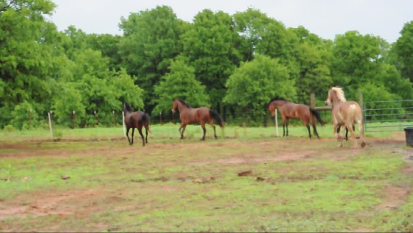 Horses Running in Pasture After Stock Footage Video (100% Royalty-free ...