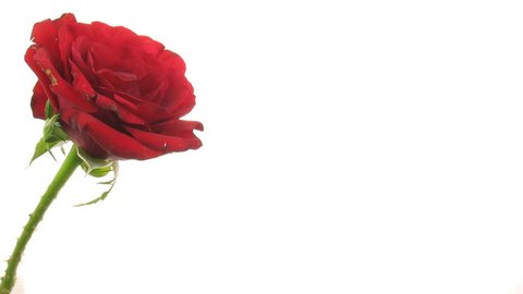 Red Rose Loose Petals Isolated On Stock Photo 70706767 | Shutterstock