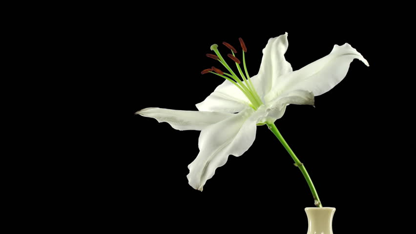 Time-lapse of Dying White Lily Stock Footage Video (100% Royalty-free ...