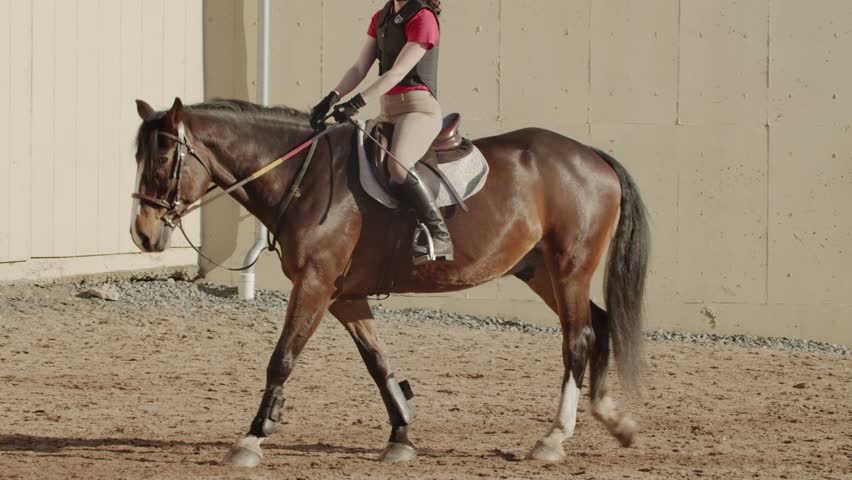 211,411 Horse Stock Video Footage - 4K and HD Video Clips | Shutterstock