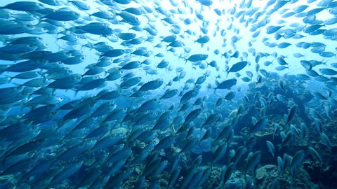 blue runner bait ball school Stock Footage Video (100% Royalty-free ...