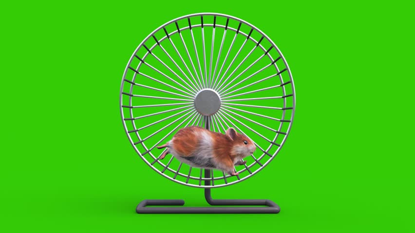 Hamster Stock Video Footage | Royalty Free Hamster Videos | Pond5