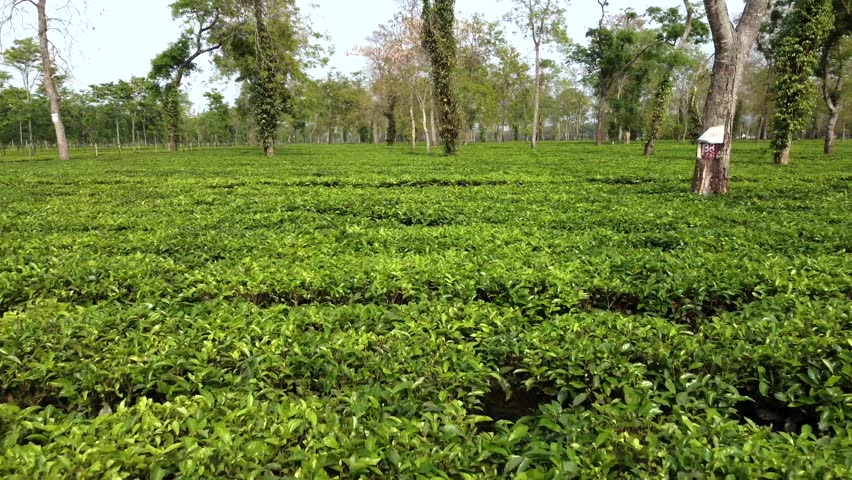 49 Assam Map Stock Video Footage - 4K and HD Video Clips | Shutterstock