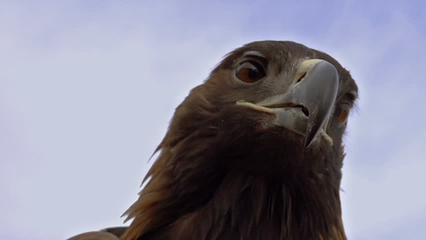 48 Screaming falcon Stock Video Footage - 4K and HD Video Clips ...