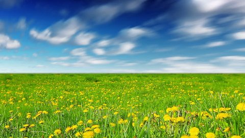 Field Yellow Dandelions Blue Sky Stock Photo (Edit Now) 557866879
