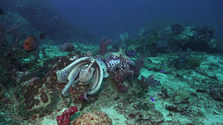 Fight Between Two Octopuses Stock Footage Video (100% Royalty-free ...