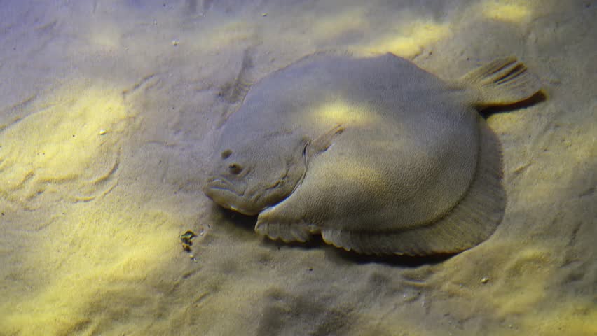 flounder lying on bottom sea breathing Stock Footage Video (100% ...