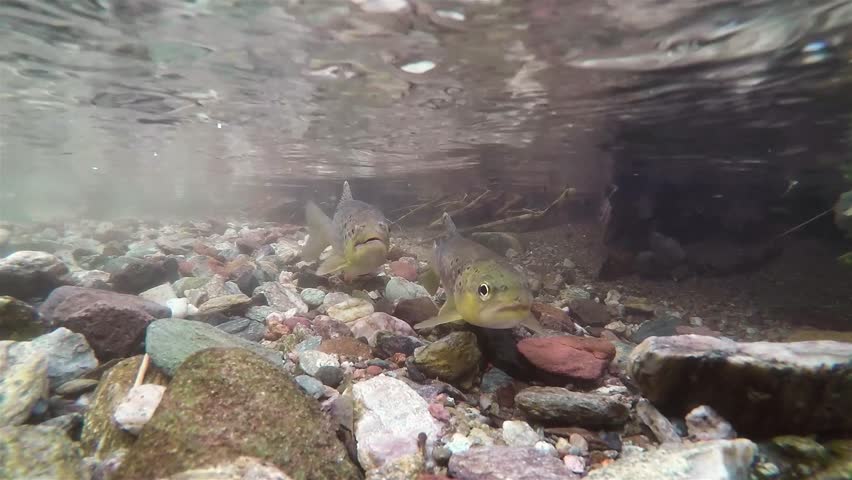 Brown Trout -- Salmo trutta image - Free stock photo - Public Domain ...