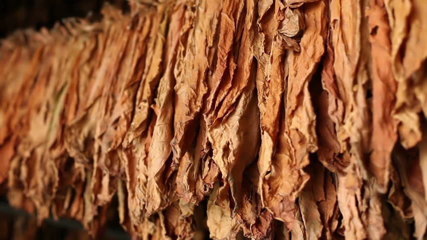 drying tobacco Stock Footage Video (100% Royalty-free) 3493493 ...