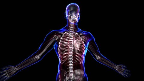 All Human Body Systems Transition Body Stock Footage Video (100% ...