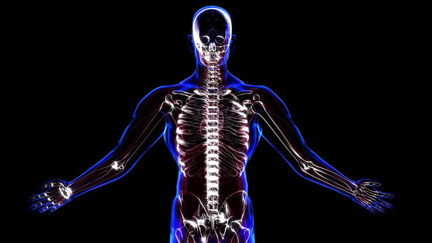 all human body systems skeleton highlight Stock Footage Video (100% ...
