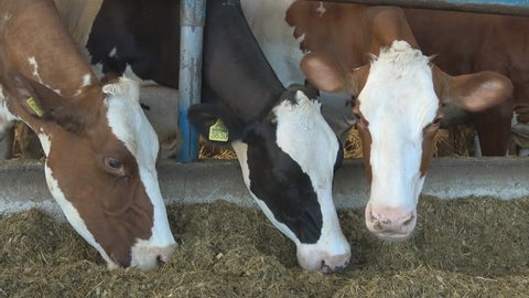 ranch farm cattle mating season: stockbeeldmateriaal en -video's ...