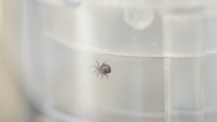 40,186 Tick Stock Video Footage - 4K and HD Video Clips | Shutterstock