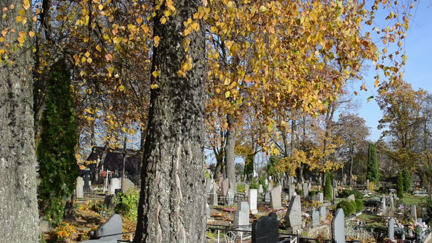 Birch Tree Cemetery Stock Footage Video (100% Royalty-free) 3496523 ...