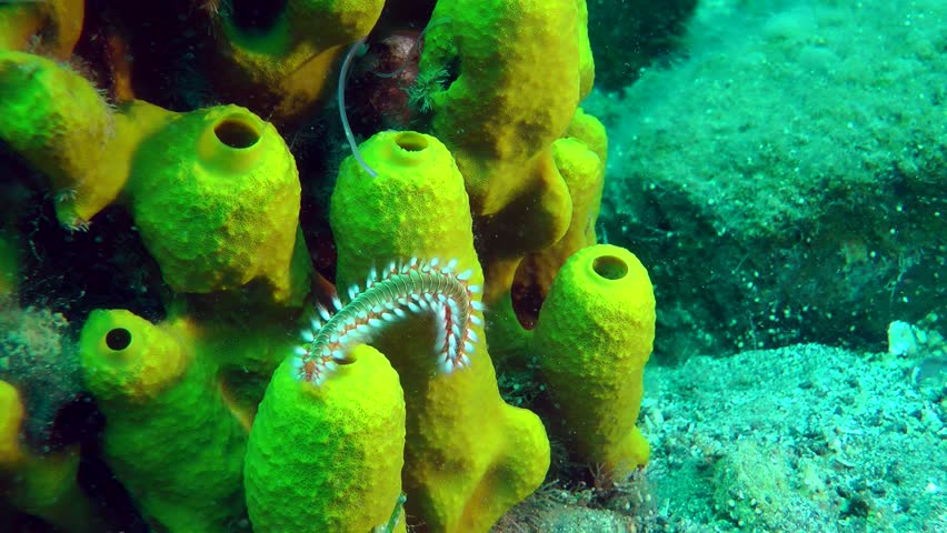 Download Alien Painful Screech Sound Effects - aedownload.com