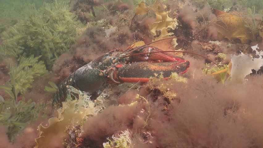 Atlantic Lobster in Natural Habitat Stock Footage Video (100% Royalty ...